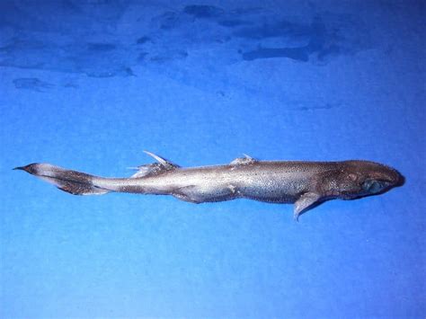 30 Dwarf Lantern Shark Facts Oceans Smallest Denizens
