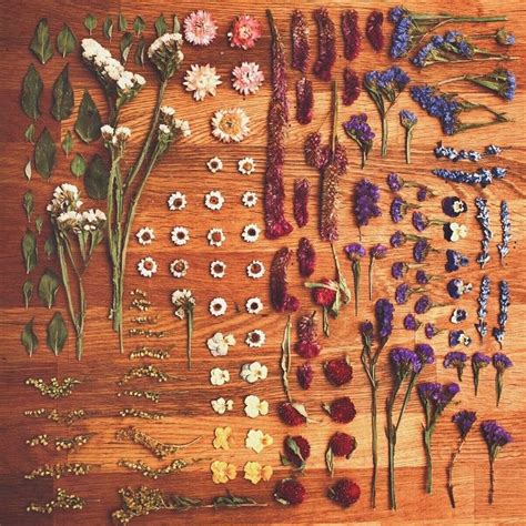 Colorful Flatlay Of Dried Flowers