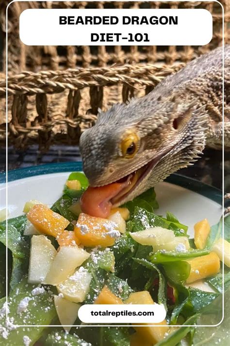 The Essential Diet For Bearded Dragons