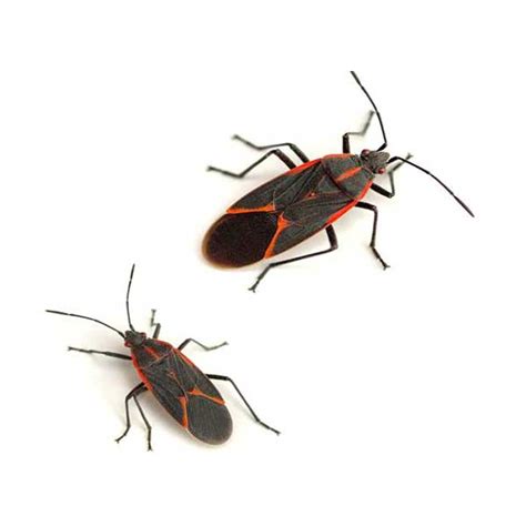 Boxelder Bug Identification Habitat And Behavior The Bug Man Licensed And Insured Exterminator