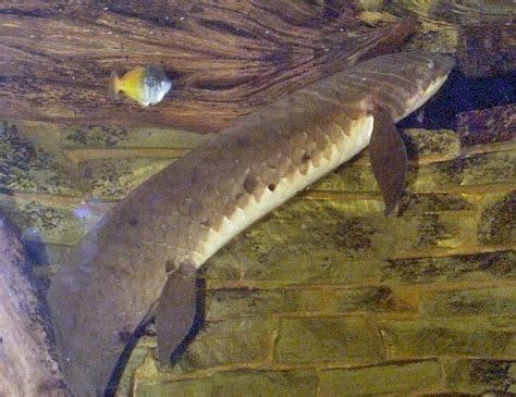 Lungfish Fort Worth Zoo Aquarium