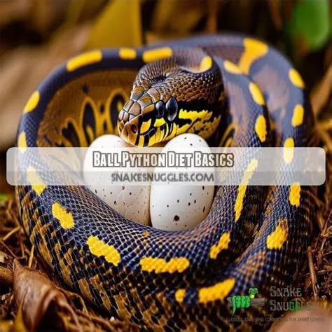 Ball Python Eat Eggs The Truth About Their Diet And Feeding Habits