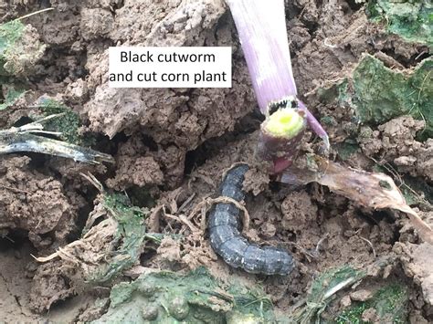 Cutworms Ut Crops Disease Field Guide