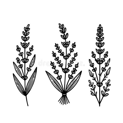 Flower Cluster Drawing Easy Flowers Coloring Pages February Birth