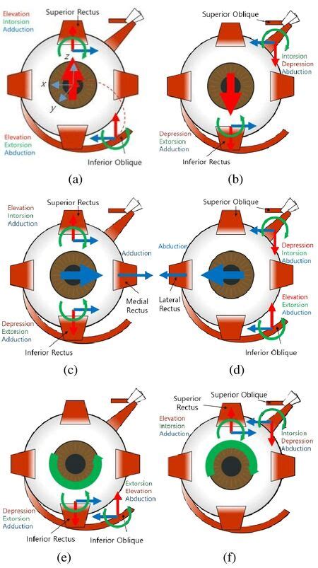 Extra Ocular Muscles Wikism Sports Medicine Wiki