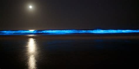 The Enigmatic Dance Bioluminescence In Cape Towns Waters Pure