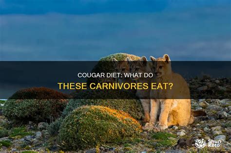 Cougar Diet What Do These Carnivores Eat Shunketo