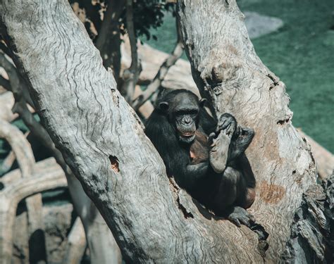 Chimpanzee Behavior Photos Download The Best Free Chimpanzee Behavior