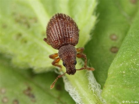 Brachysomus Bohemicus Nosatec Curculionidae Nosatcovití Natura