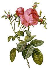 Rosa × Centifolia Wikimedia Commons