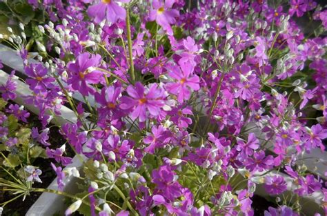 さくらそう きなこもち