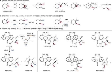 Representative Epoxide Ring Opening Reactions A Nonenzymatic Epoxide