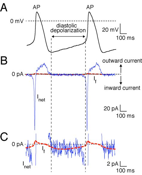 Experimentally Recorded Action Potential Ap Of A Single Human San Download Scientific Diagram