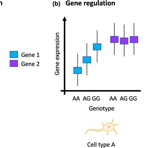 Cell Type Gene Specificity Defined By Gene Regulation A Based On Download Scientific Diagram