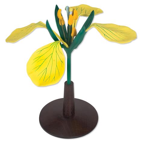 T210121 Wild Rapa Sinapis Arvenis Klinger Educational