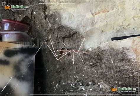 Thread Legged Assassin Bug