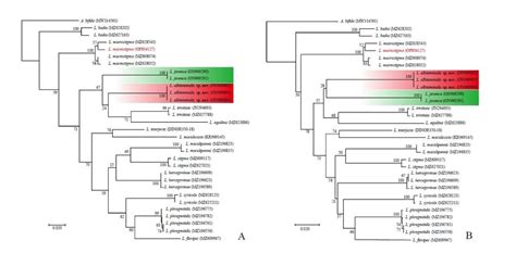 Maximum Likelihood A And Neighbor Joining B Trees Of Limonia
