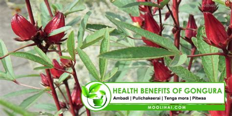 Medicinal Properties And Health Benefits Of Gongura Sorrel Moolihai