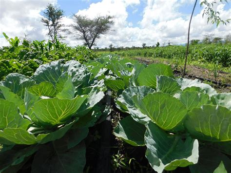 The Band Placement Method Of Fertilizer Application