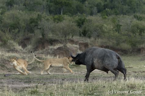 Deux Lionnes Traquent Un Buffle Gesser Images And Photography