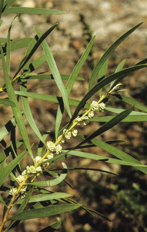 Hakea Salicifolia Australian Plants Society