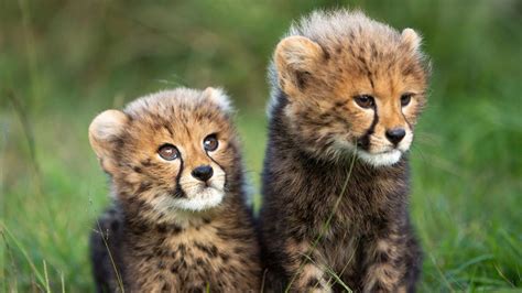 Sydneys Wild Cat Conservation Centre Reveals Names Of Cheetah Cubs