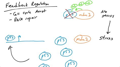 P53 Target Genes Feedback Loop Regulation Of P53 By Mdm2 Youtube