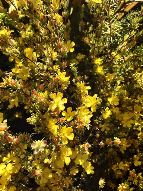 Hibbertia Virgata In 68mm Super Tube Trigg Plants