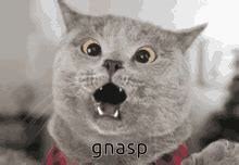 Cat Gasp S Tenor