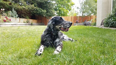 Havent Seen A Lot Of English Setters So Heres My Contribution Her