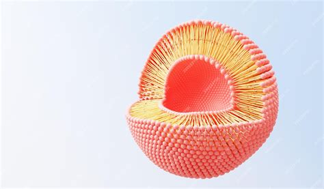 Premium Photo 3d Render Cell Membrane Phospholipid Bilayer Layers Of