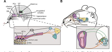 Figure 4 From The Anterior Olfactory Nucleus Revisited An Emerging