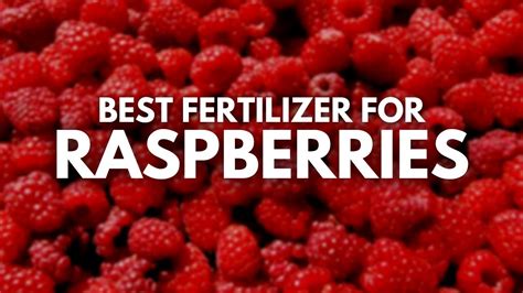 Unlock Raspberry Riches The Ultimate Fertilizer Guide You Need