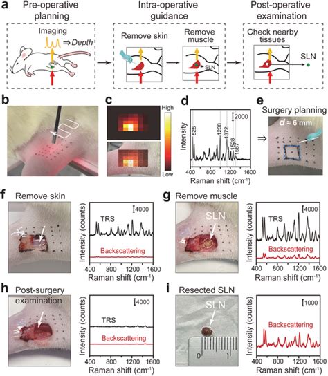 Intraoperative Detection And Minimal Surgery Of The Rat Sln Using