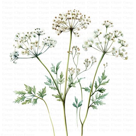 Cow Parsley Clipart 5 High Quality S Digital Download