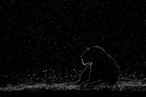 Nd Awards 2023 Non Professional Nature Wildlife Honorable Mention Preeti And Prashant Chacko