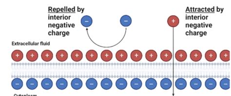 Cell Membrane Transport Iii Electrical Properties Of The Cell Membrane Flashcards Quizlet