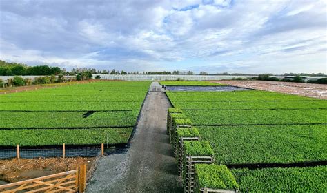 Applications Will Soon Be Opening For The Third Rounds Of The Seed Sourcing Grant And The Tree