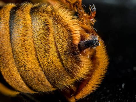 Sting Of The Bee Ausemade