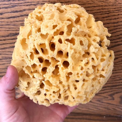 Bulk 5pc Sea Sponge 4 5 Size Natural Yellow Bath Cosmetic Soap