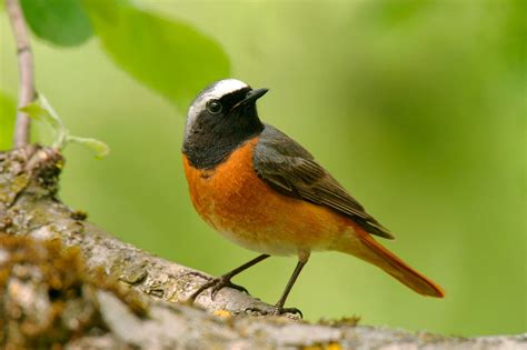 Common Redstart All Bird Species