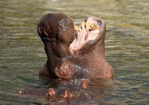 Tanzania Plans To Auction 35 Tonnes Of Hippo Teeth Sparks Outrage