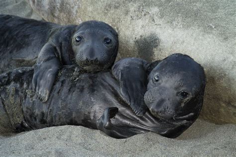 Northern Elephant Seal Pups Piedras Blancas Elephant Seal Flickr