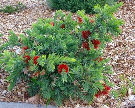 Gardensonline Callistemon Viminalis Little John