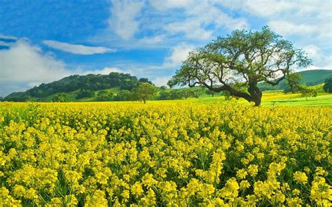 Mustard Field Wallpapers Top Free Mustard Field Backgrounds