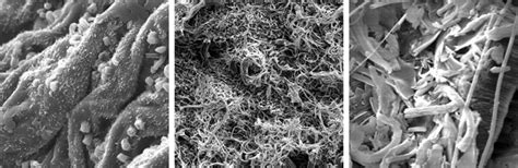 Stem Wax Holds Clues To Sorghum Resilience Great Lakes Bioenergy