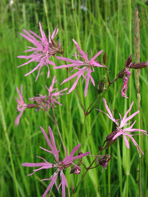 Lychnis Flos Cuculi Ragged Robin Lychnis Go Botany