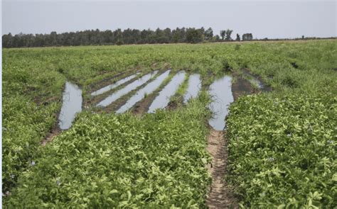 Make Variable Rate Irrigation Work For You Wisconsin Potato And