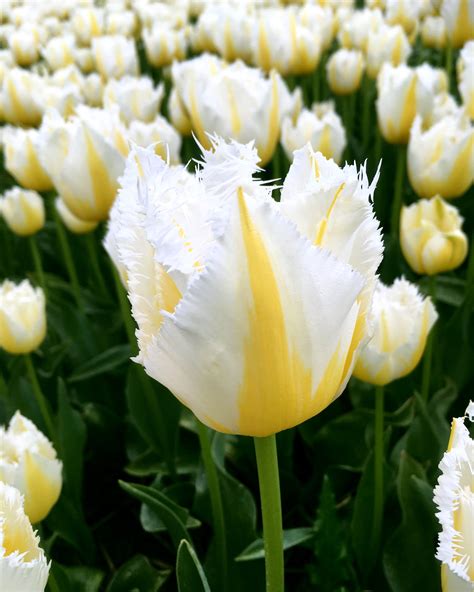 Tulip Lemon Beauty Bulbs — Buy Online At Farmer Gracy Uk