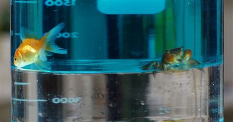 Environmental Challenges And Opportunities In The Perfluorocarbons